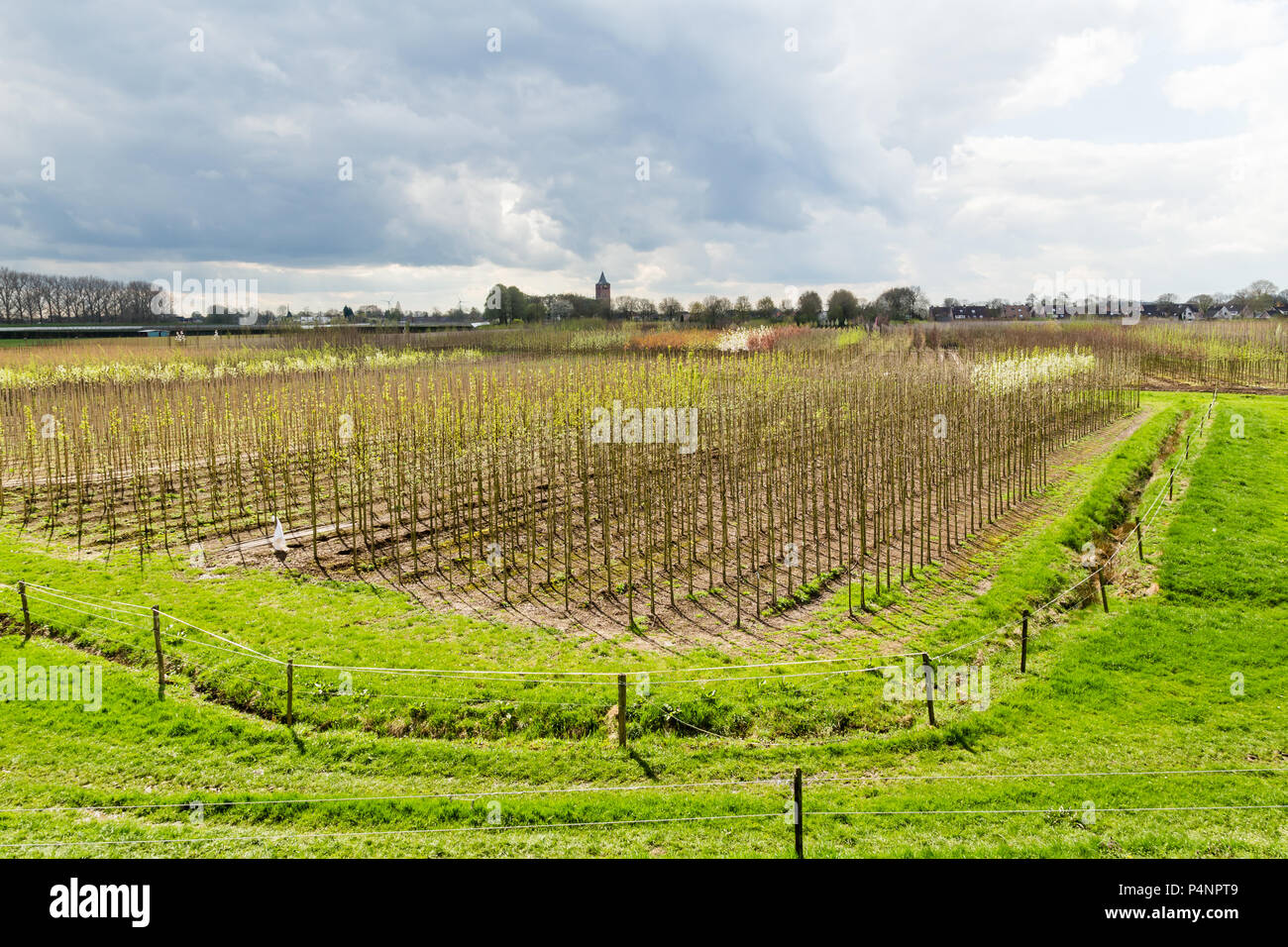 Dutch fruit orchards Holland Stock Photo - Alamy