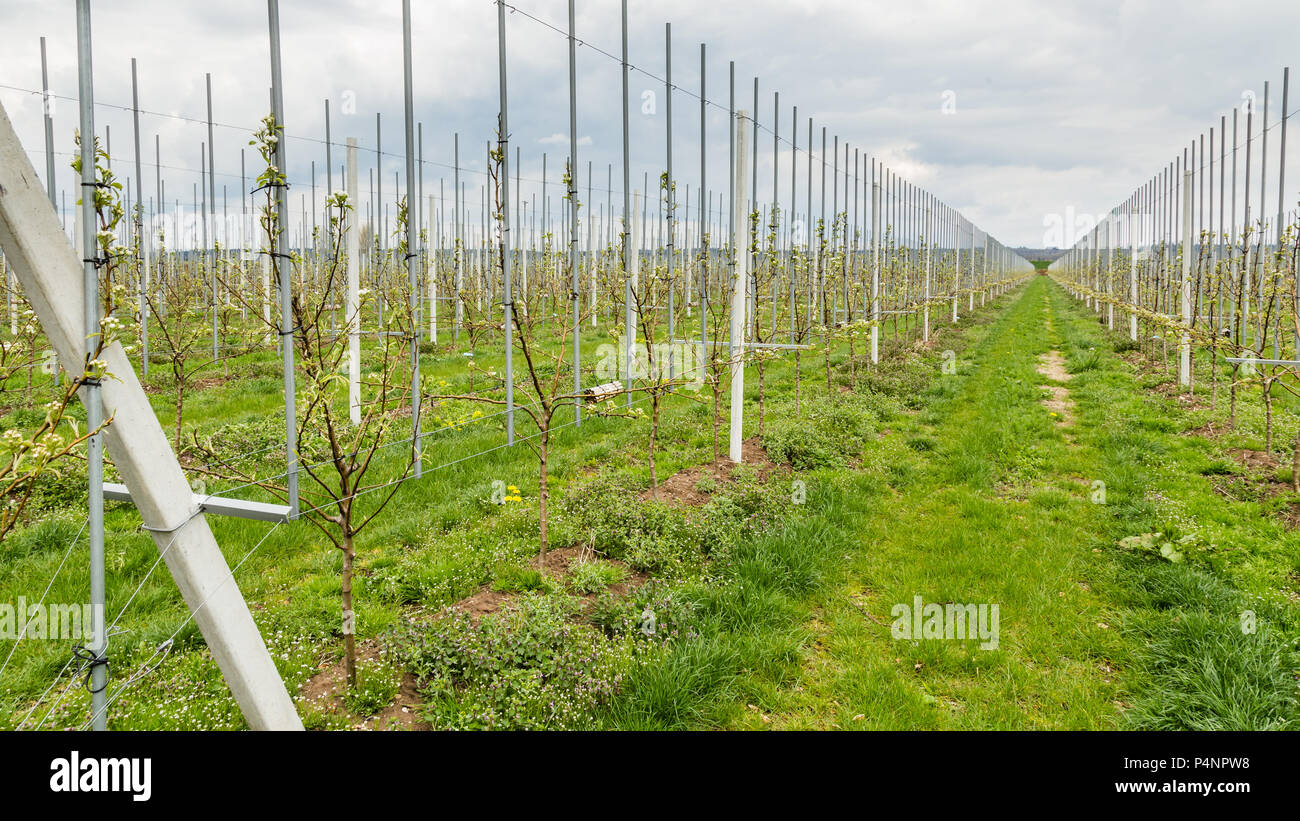 Modern fruit growing production hi-res stock photography and images - Alamy