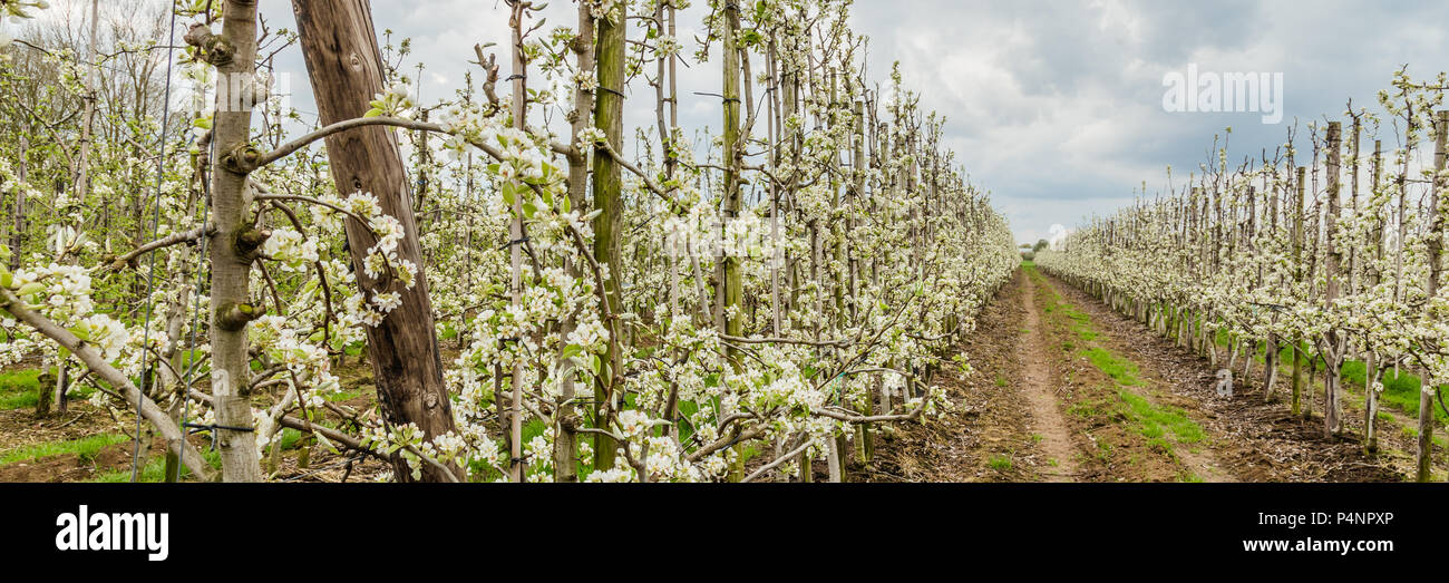 Modern Dutch fruit orchards Holland Stock Photo - Alamy