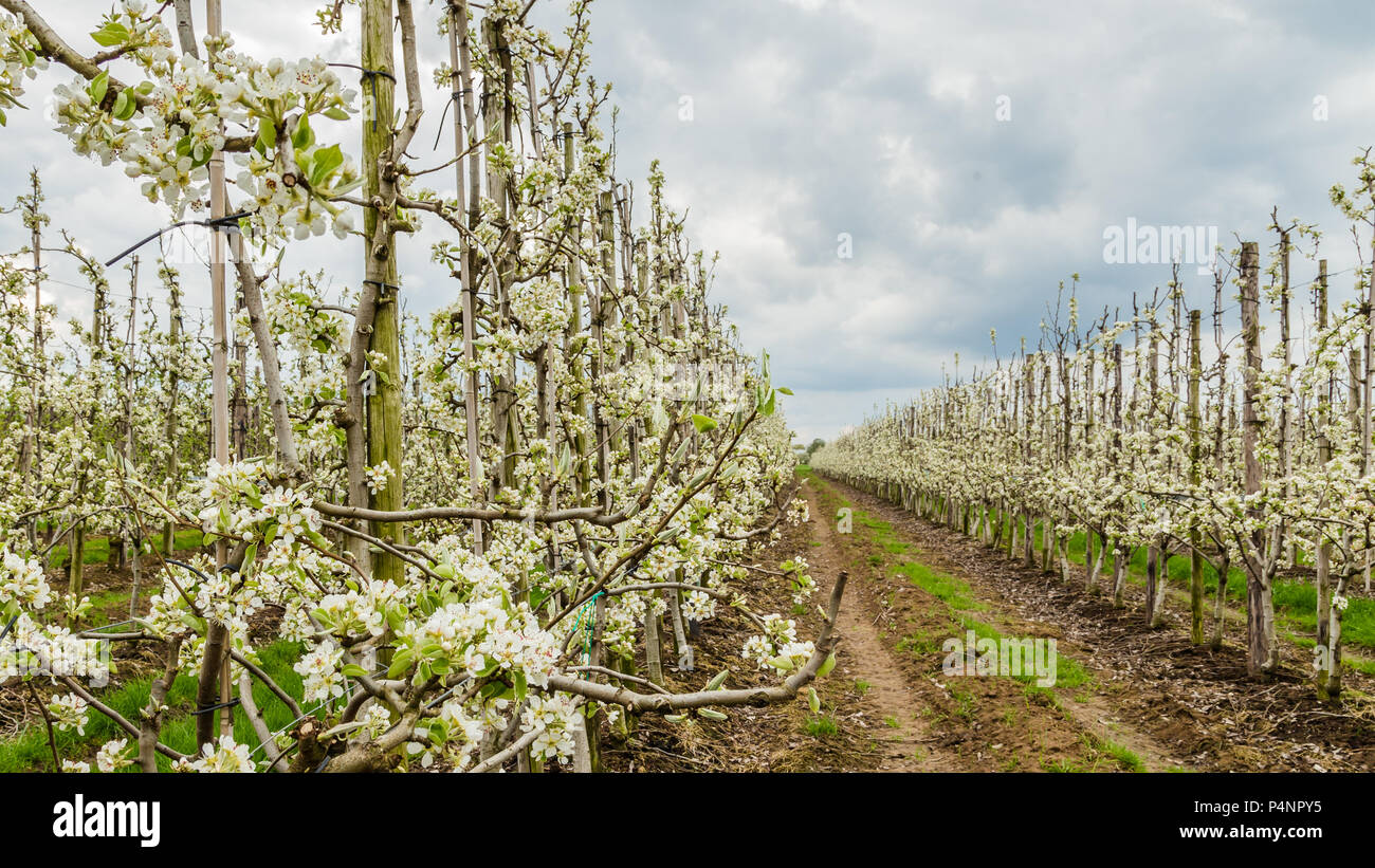 Modern Dutch fruit orchards Holland Stock Photo - Alamy