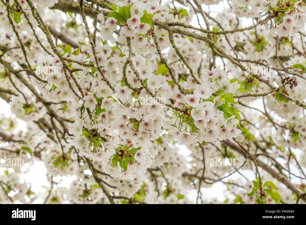 Beautiful street with flowering cherry trees hi-res stock photography ...