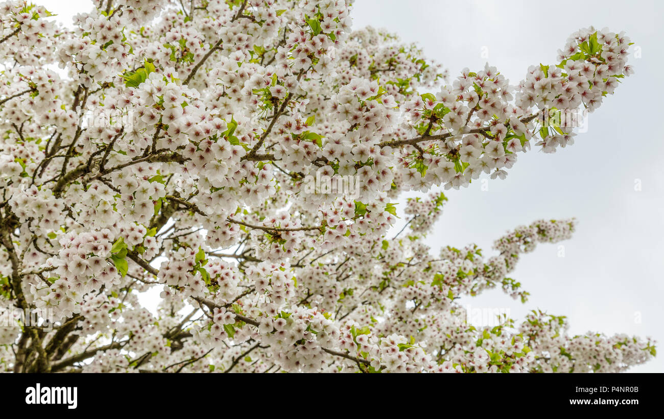Close-up of blooming cherry trees Stock Photo - Alamy
