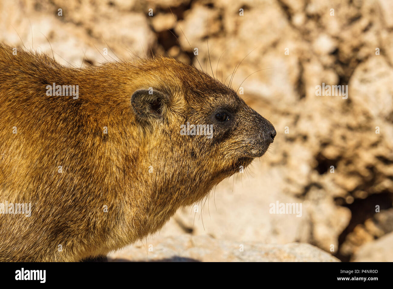Rock hyrax in rocky terrain in the wild Stock Photo - Alamy