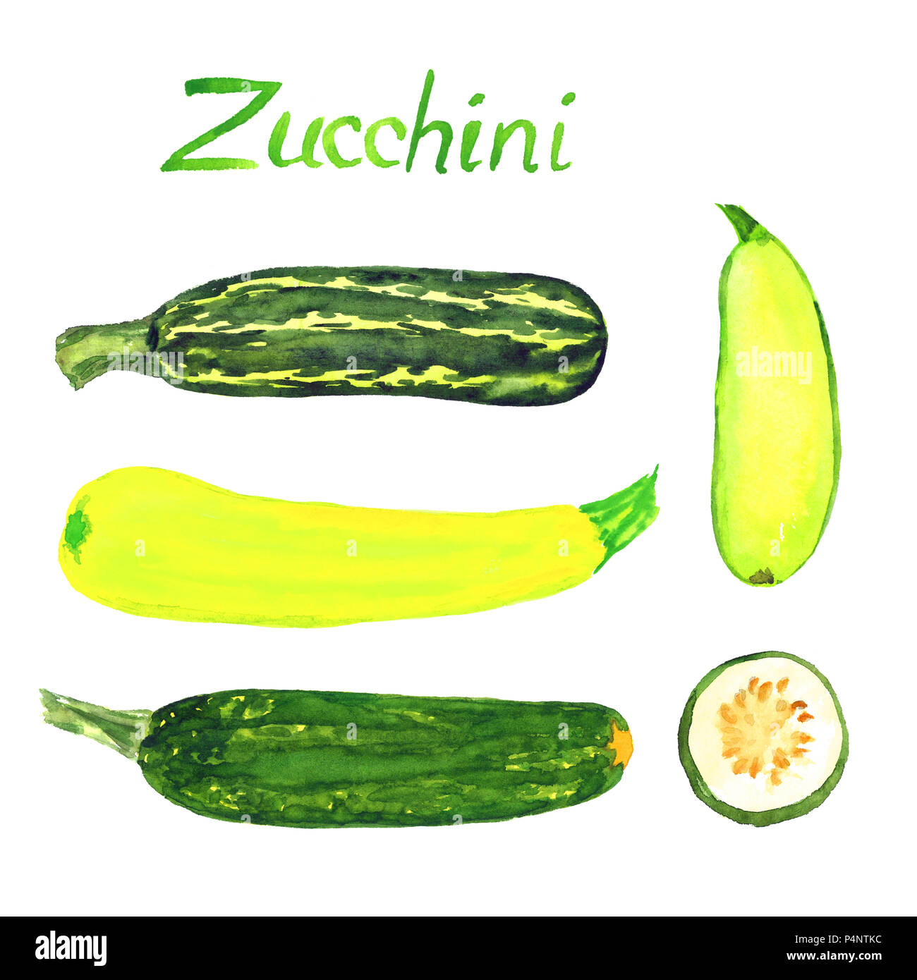 Zucchini variety and slice, isolated hand painted watercolor ...