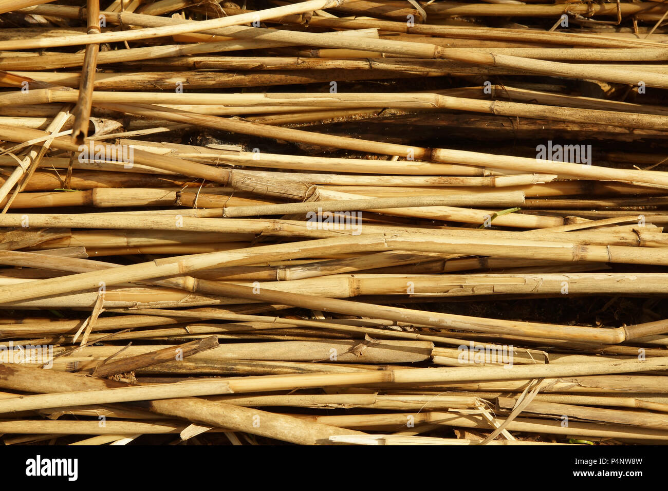 Dry reeds texture. Organic nature wallpaper of yellow cane. Natural ...