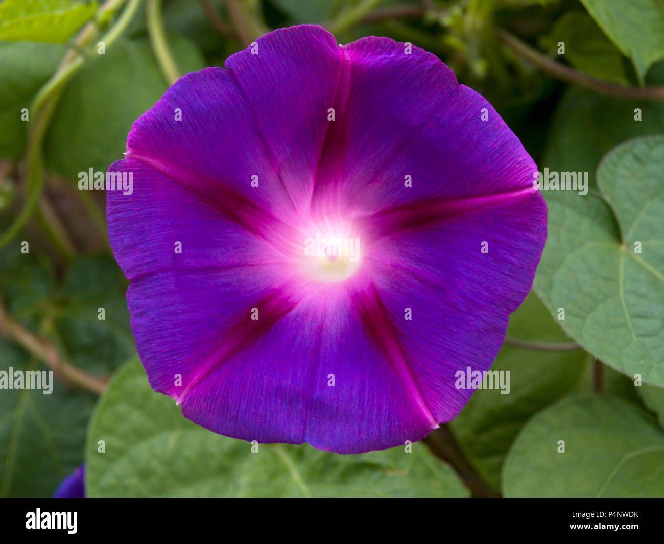 Morning glory flower Stock Photo - Alamy