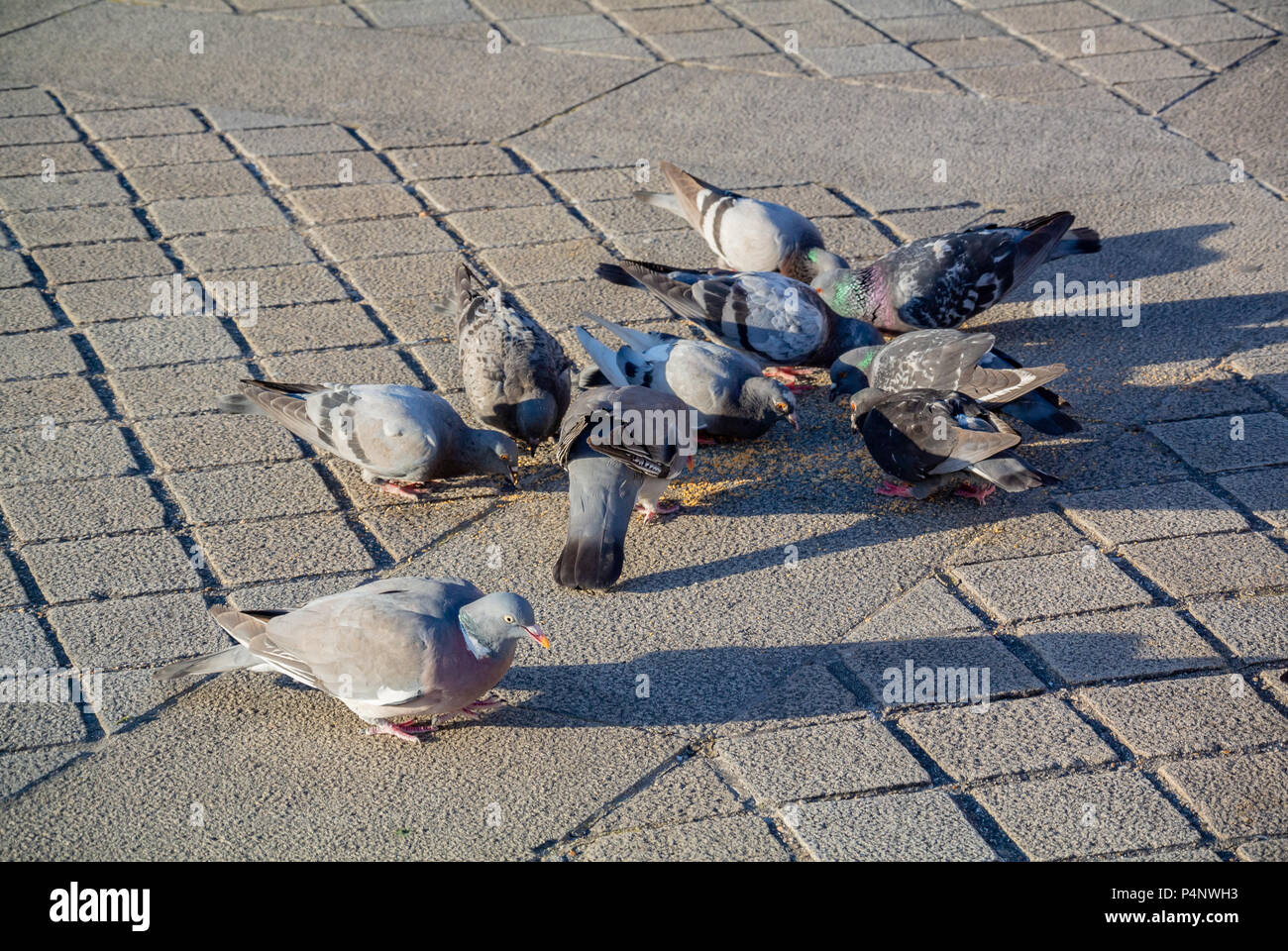 Birds pecking the ground hi-res stock photography and images - Alamy