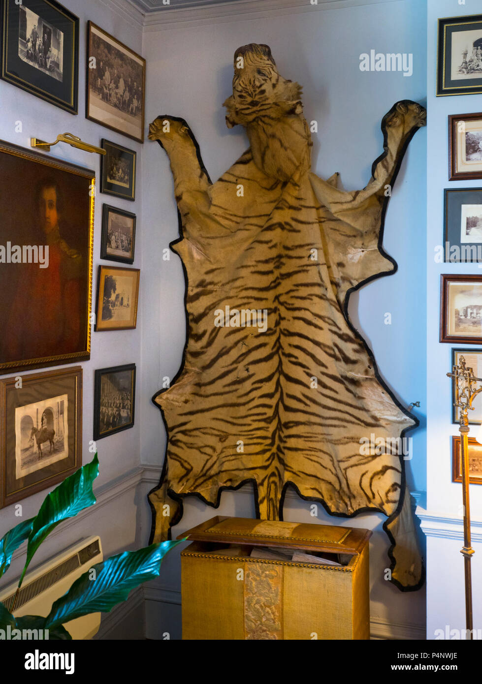 Tiger Skin Rug hunting trophy from the early 20th century Stock Photo ...