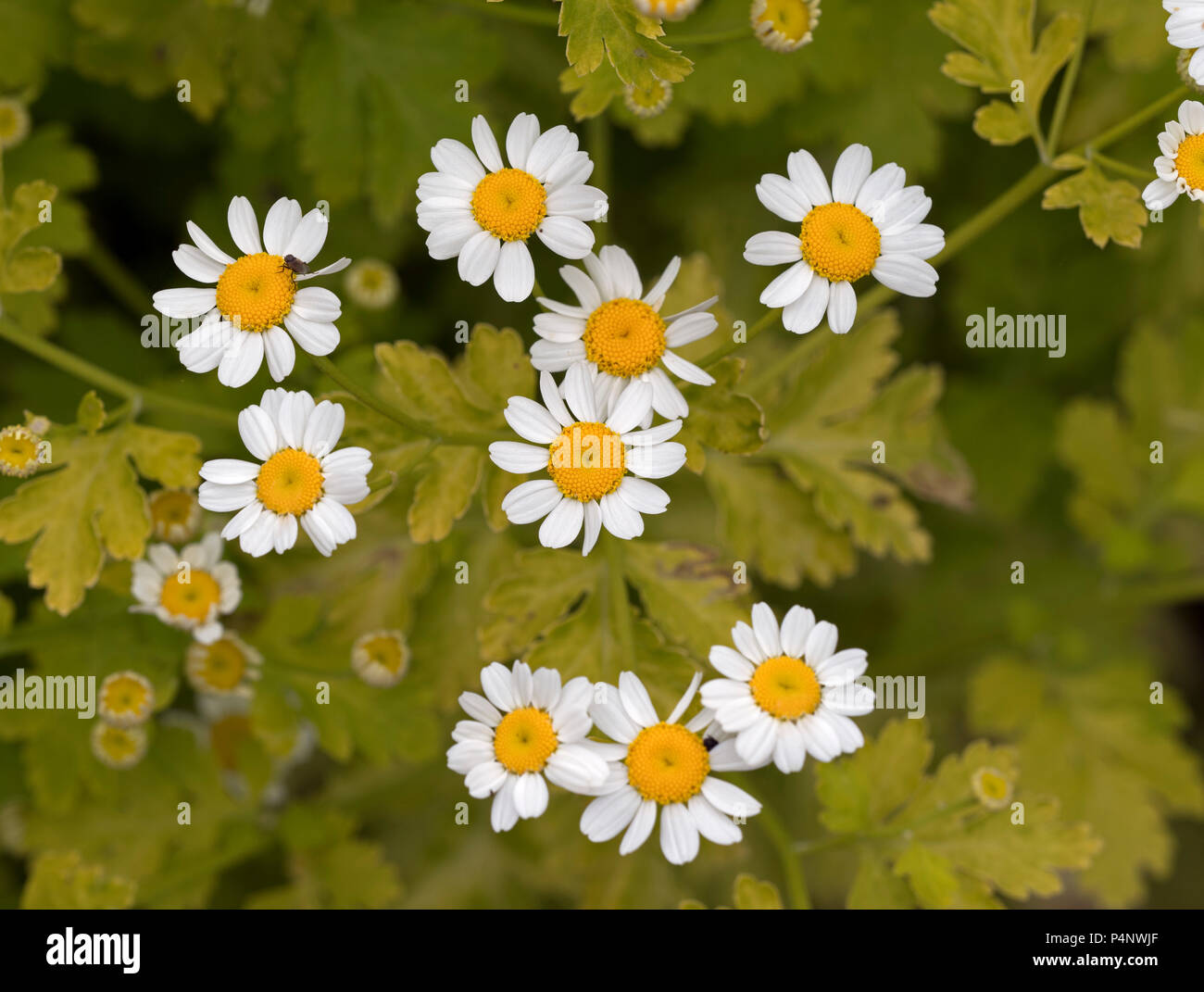 Golden Feverfew Tanacetum parthenium Stock Photo - Alamy