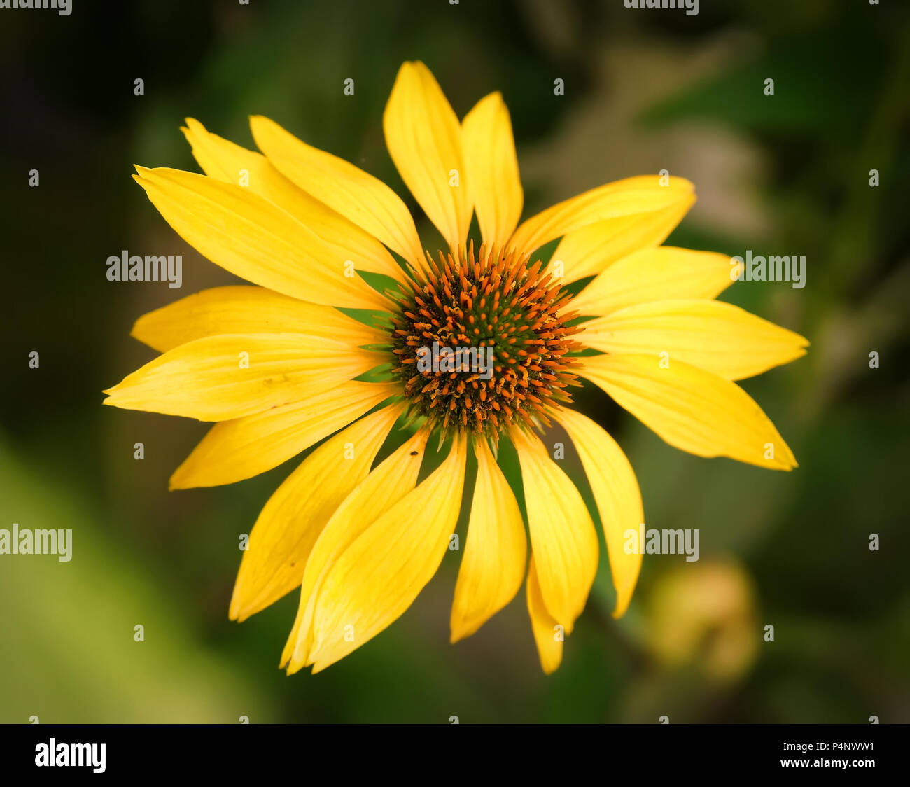 Dramatic over the top color saturation of a blossoming echinacea or ...