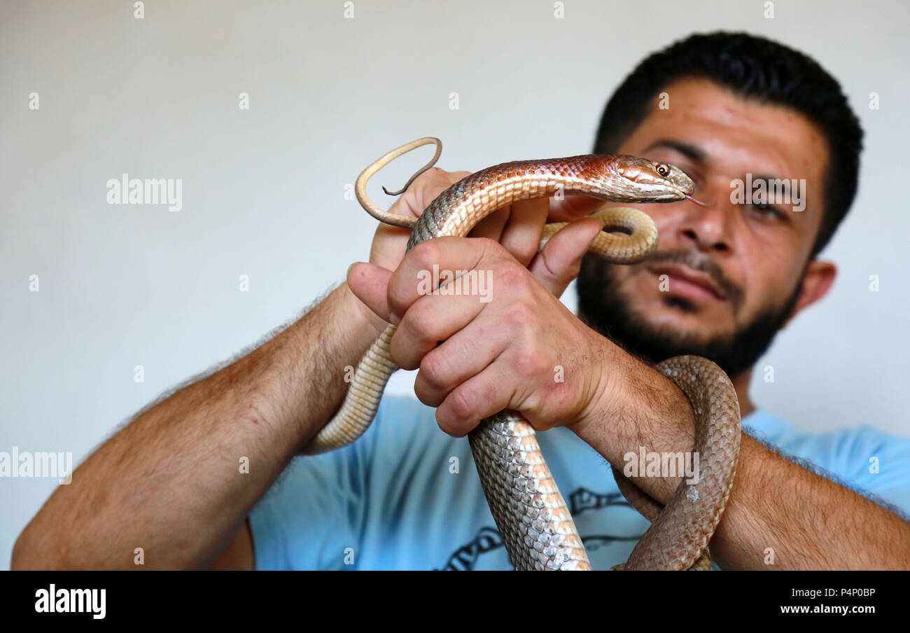 Palestinian snakes hi-res stock photography and images - Alamy