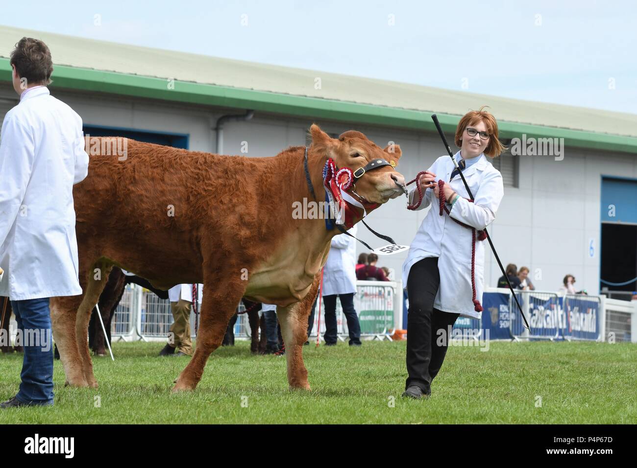 Champion cow hi-res stock photography and images - Alamy
