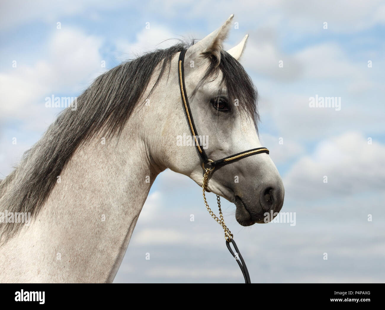 Arabian horse, gray, portrait, wearing a show halter Stock Photo - Alamy