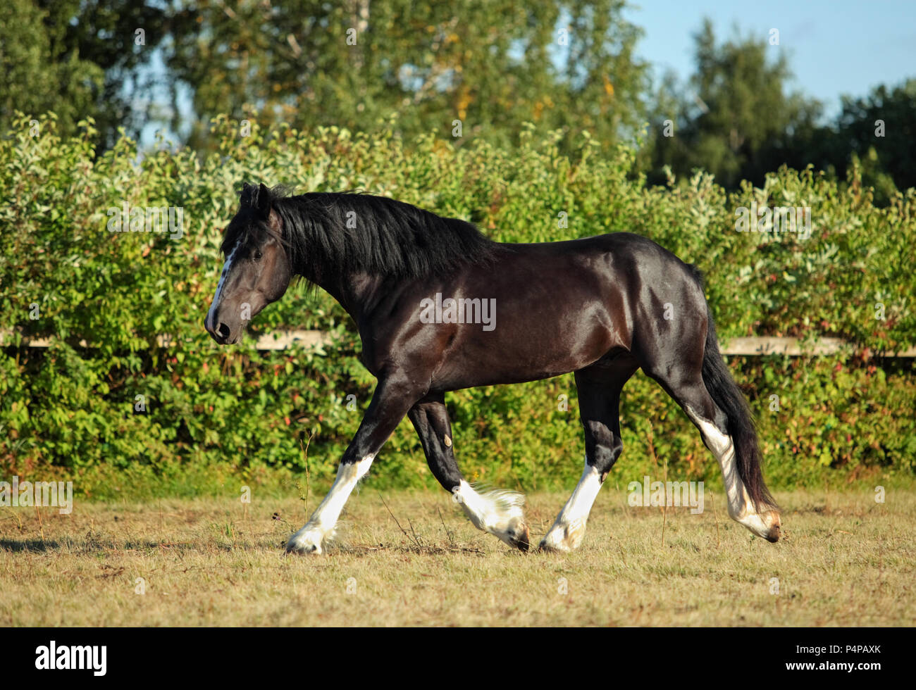 Shire Draft Horse stallion in summer farm Stock Photo - Alamy