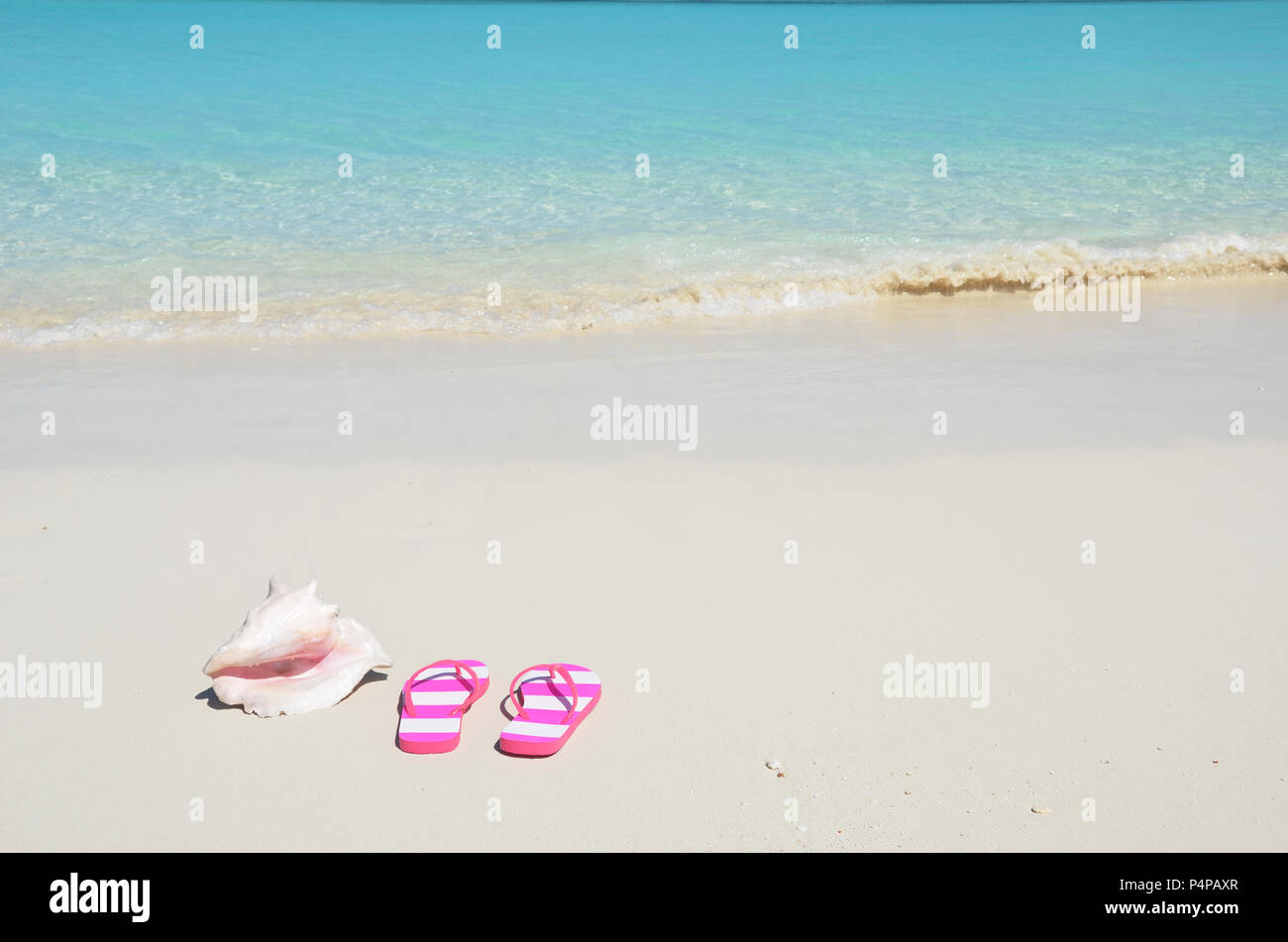 Conch on the beach. Exuma, Bahamas Stock Photo - Alamy
