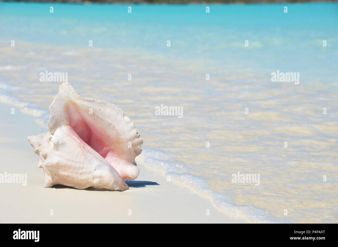 Conch on the beach. Exuma, Bahamas Stock Photo - Alamy