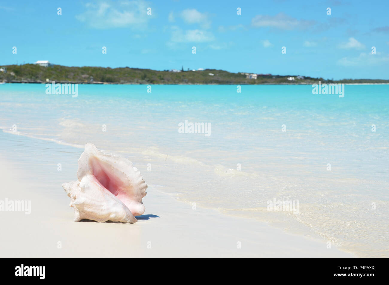 Conch on the beach. Exuma, Bahamas Stock Photo - Alamy