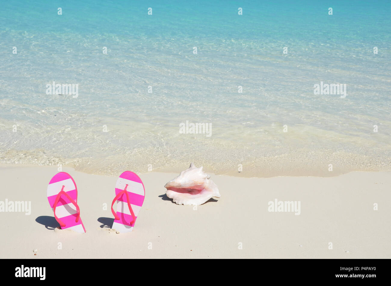 Conch on the beach. Exuma, Bahamas Stock Photo - Alamy