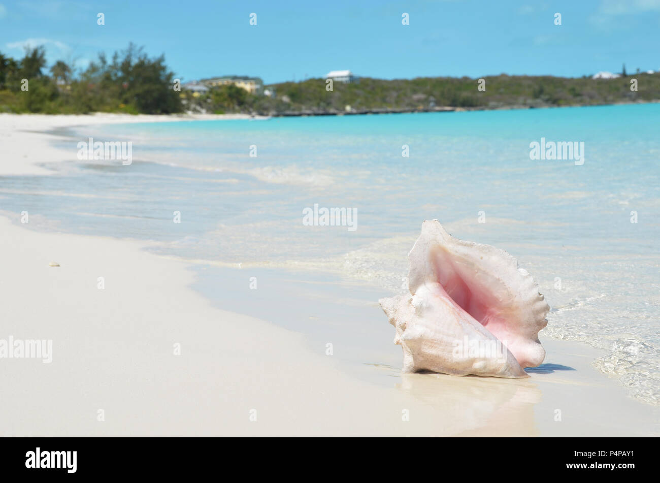 Conch on the beach. Exuma, Bahamas Stock Photo - Alamy