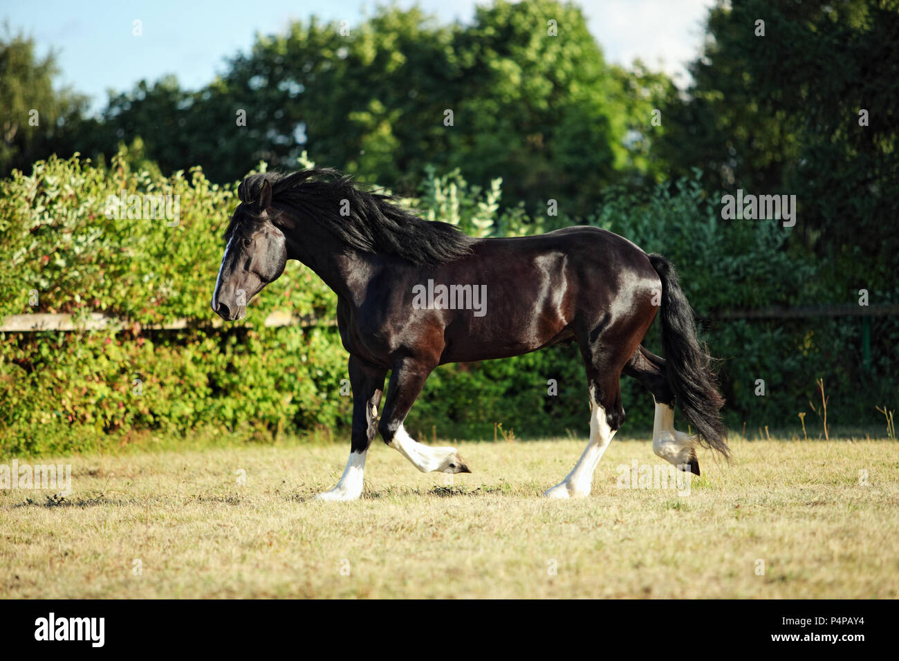 Shire Draft Horse stallion in summer farm Stock Photo - Alamy