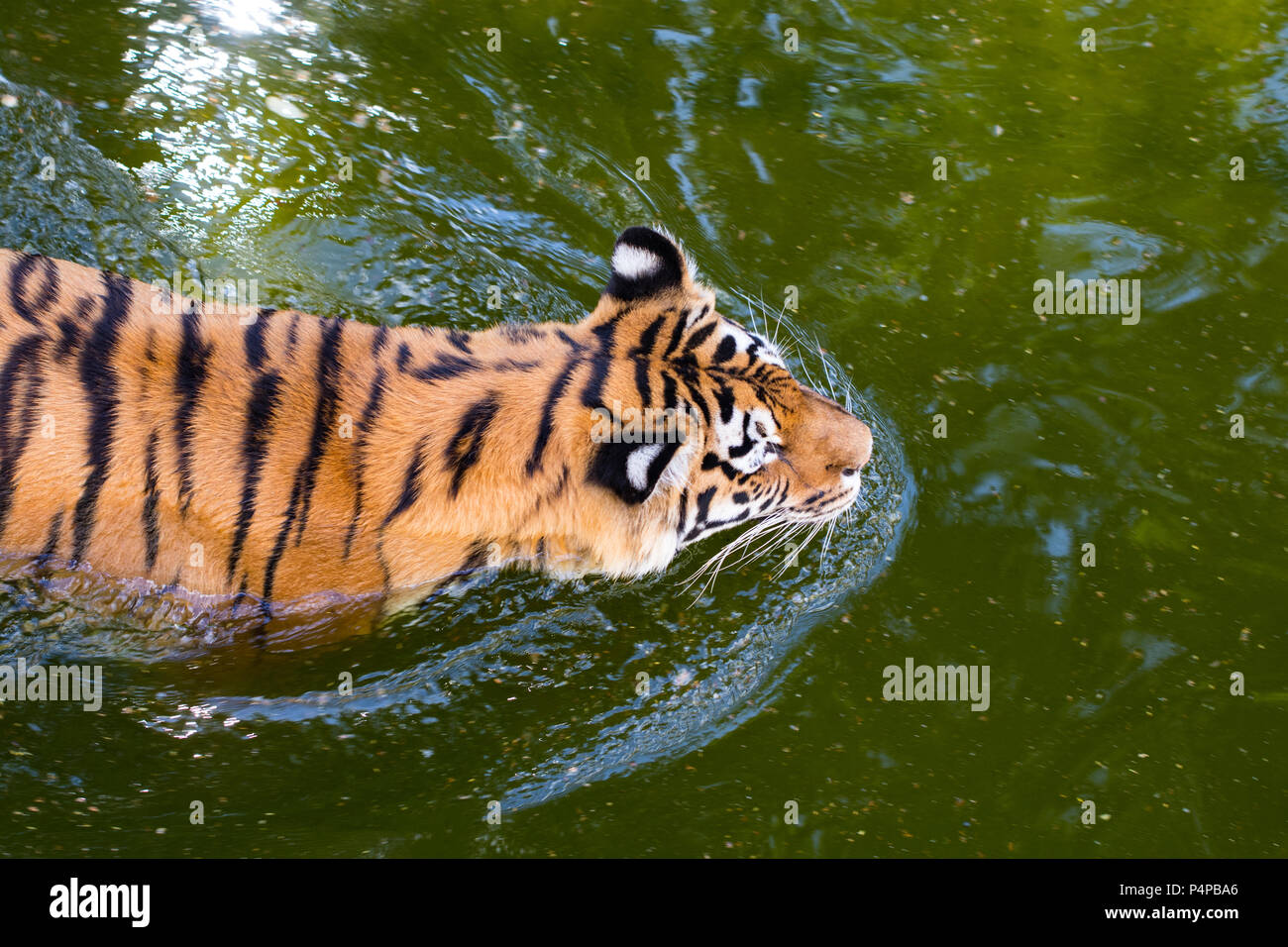 Closeup portrait of a swimming tiger top view Stock Photo - Alamy