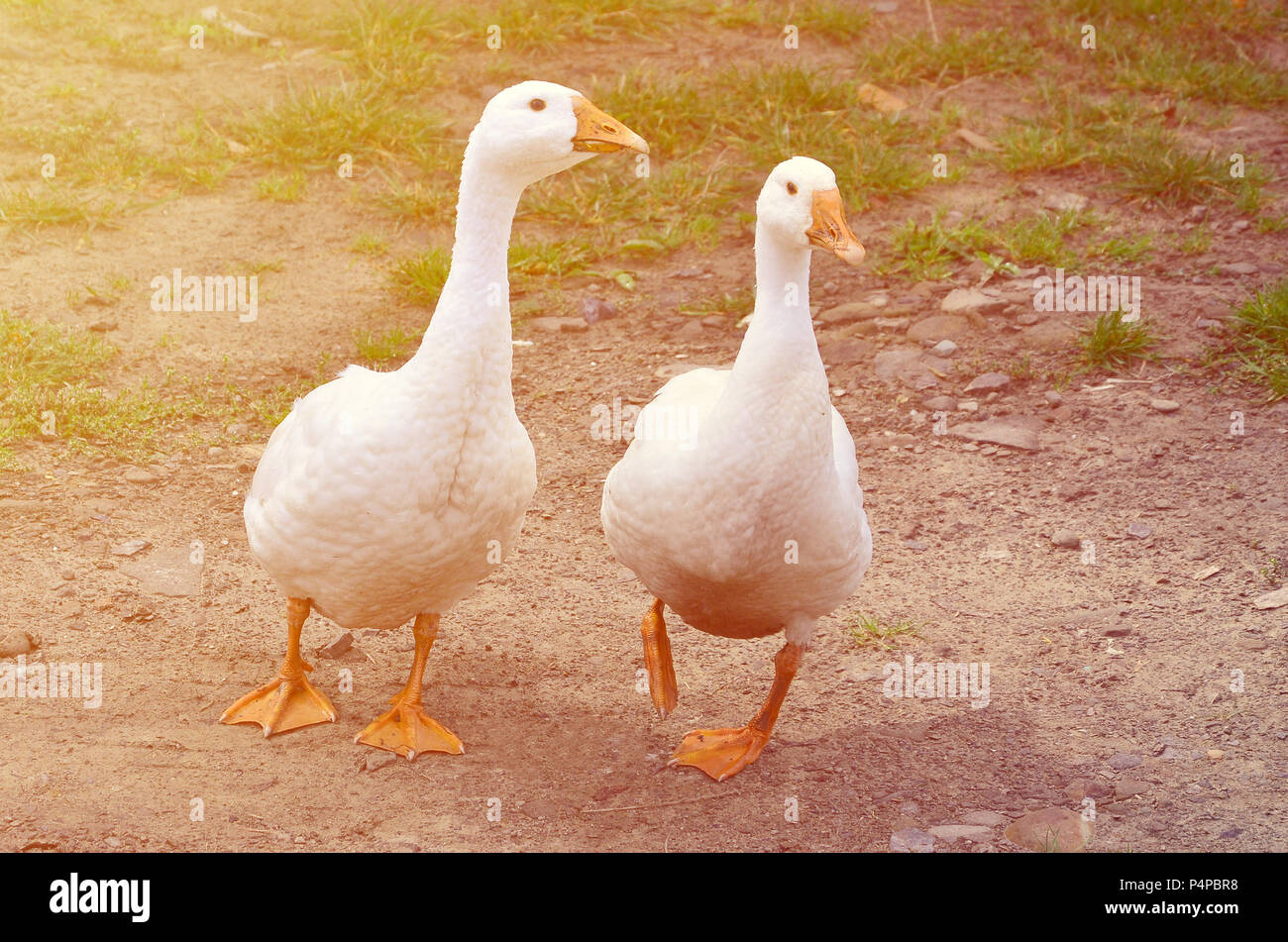 A pair of funny white geese are walking along the dirty grassy yard ...