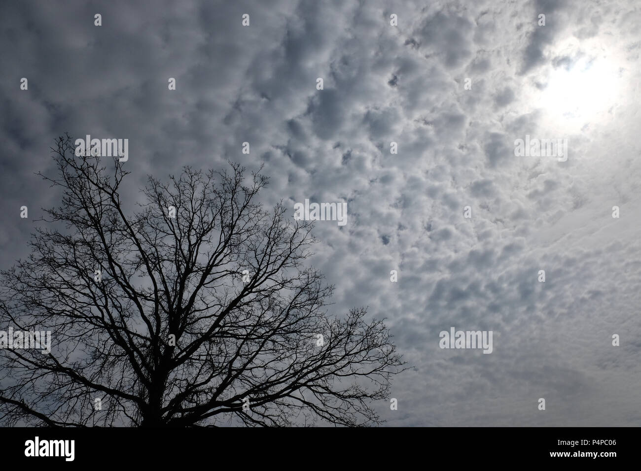 Tree on the sky clouds of different shapes Stock Photo - Alamy