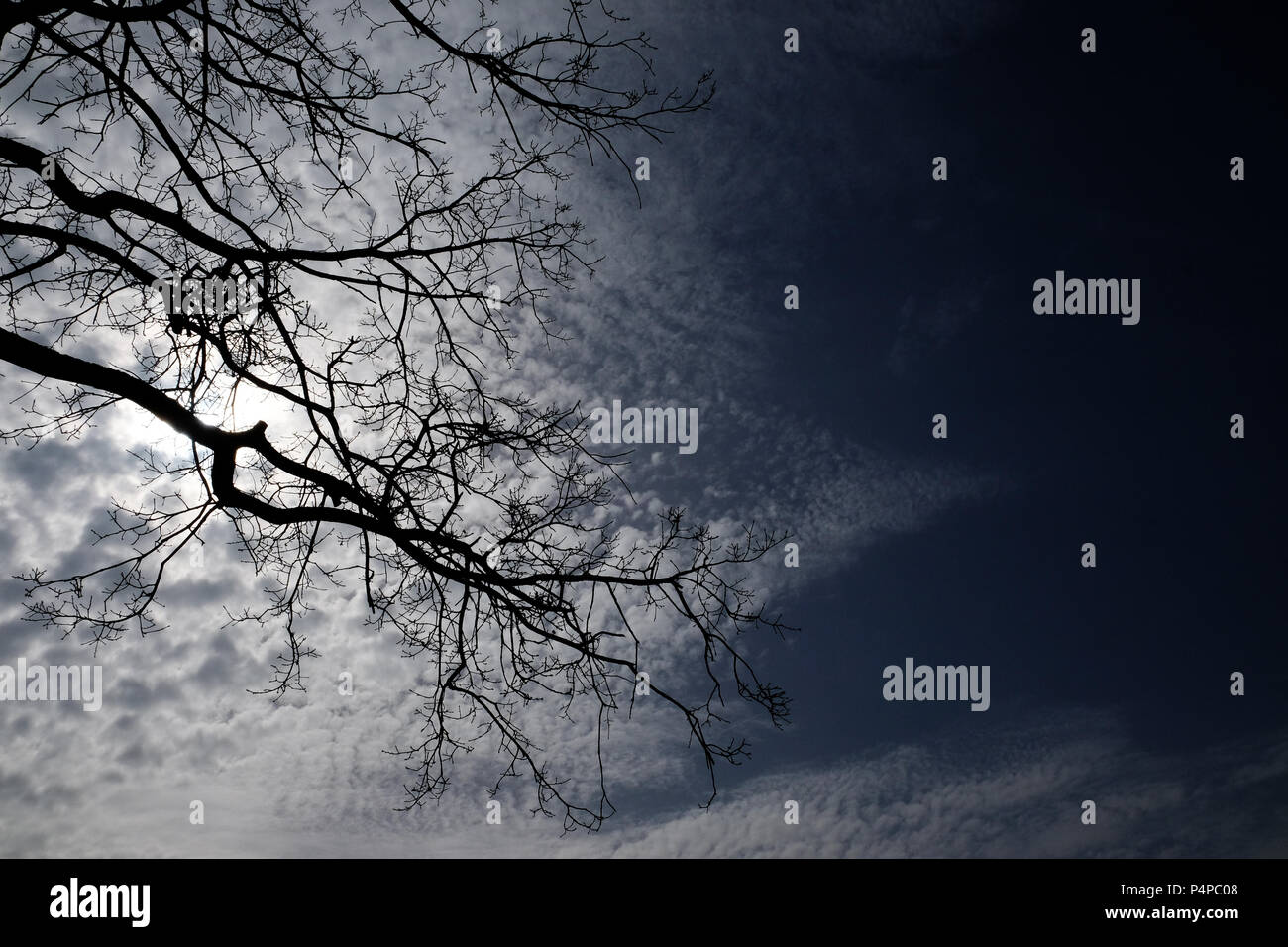 Tree on the sky clouds of different shapes Stock Photo - Alamy