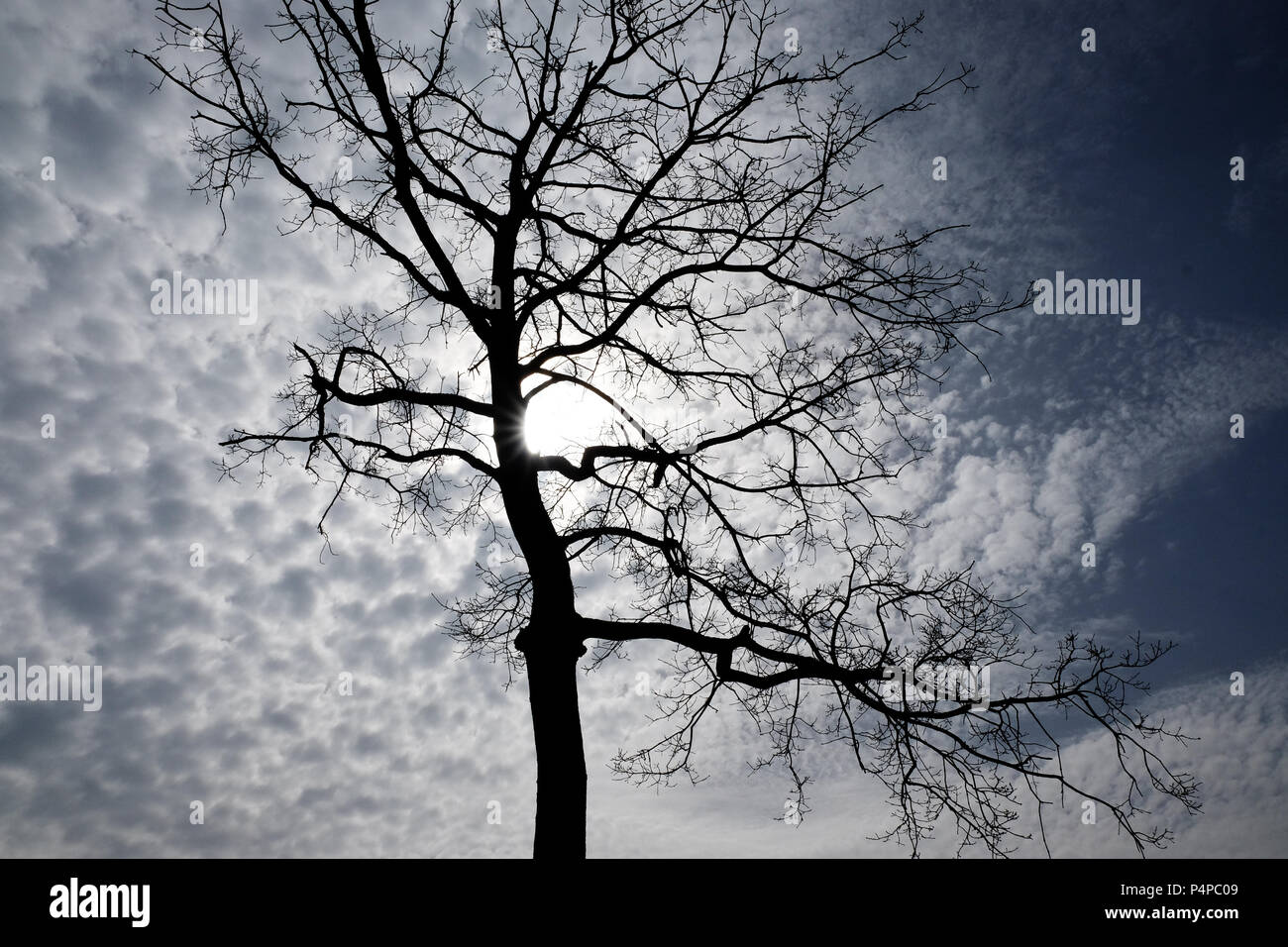 Tree on the sky clouds of different shapes Stock Photo - Alamy