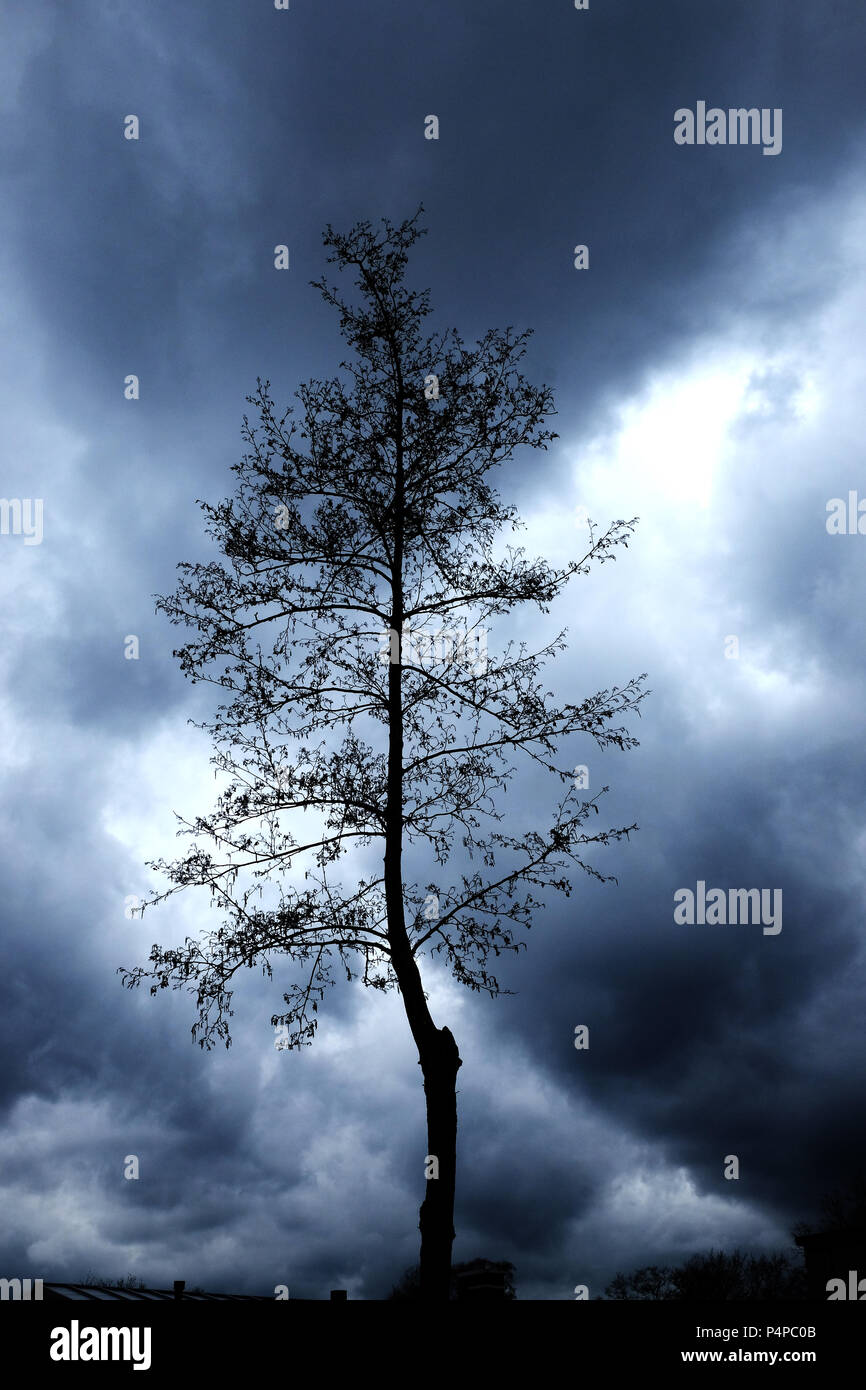 Tree on the sky clouds of different shapes Stock Photo - Alamy