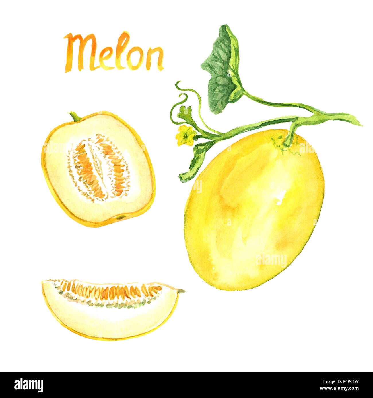 Melon plant with flowers, leaves, ripe melon and slice, isolated hand ...