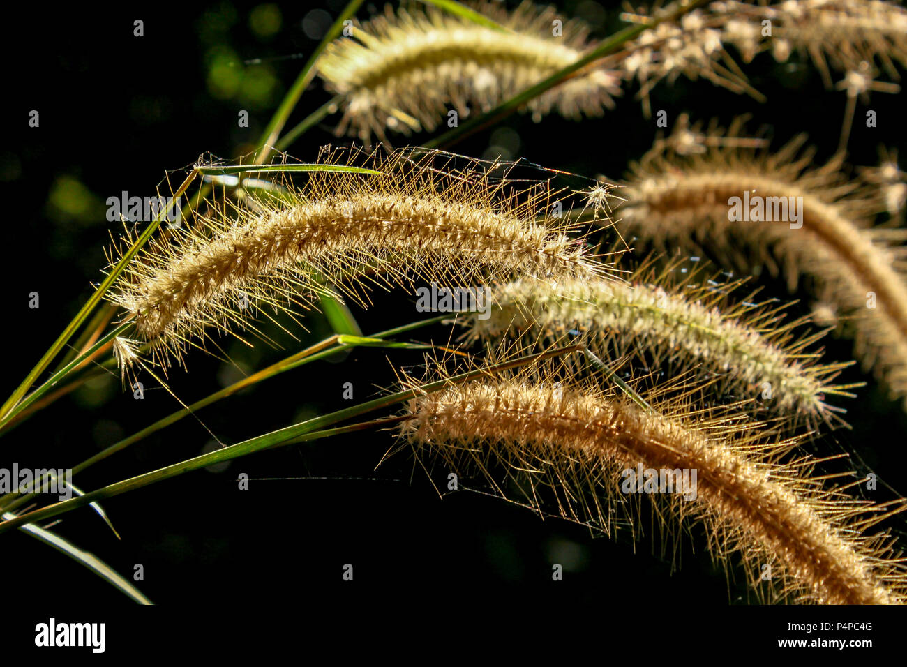 Yellow foxtail hi-res stock photography and images - Alamy