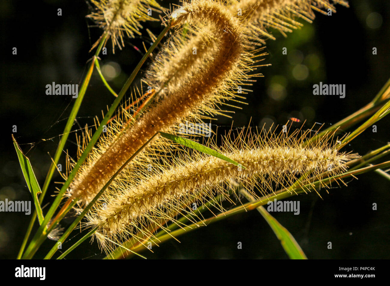 Yellow foxtail hi-res stock photography and images - Alamy