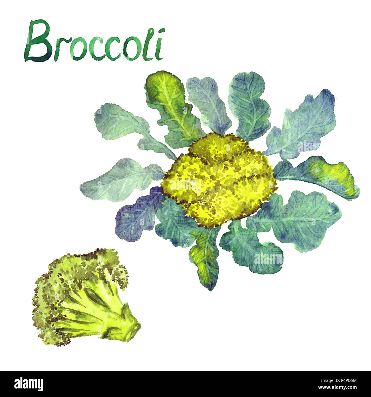 Broccoli plant with leaves growth and slice, isolated hand painted ...