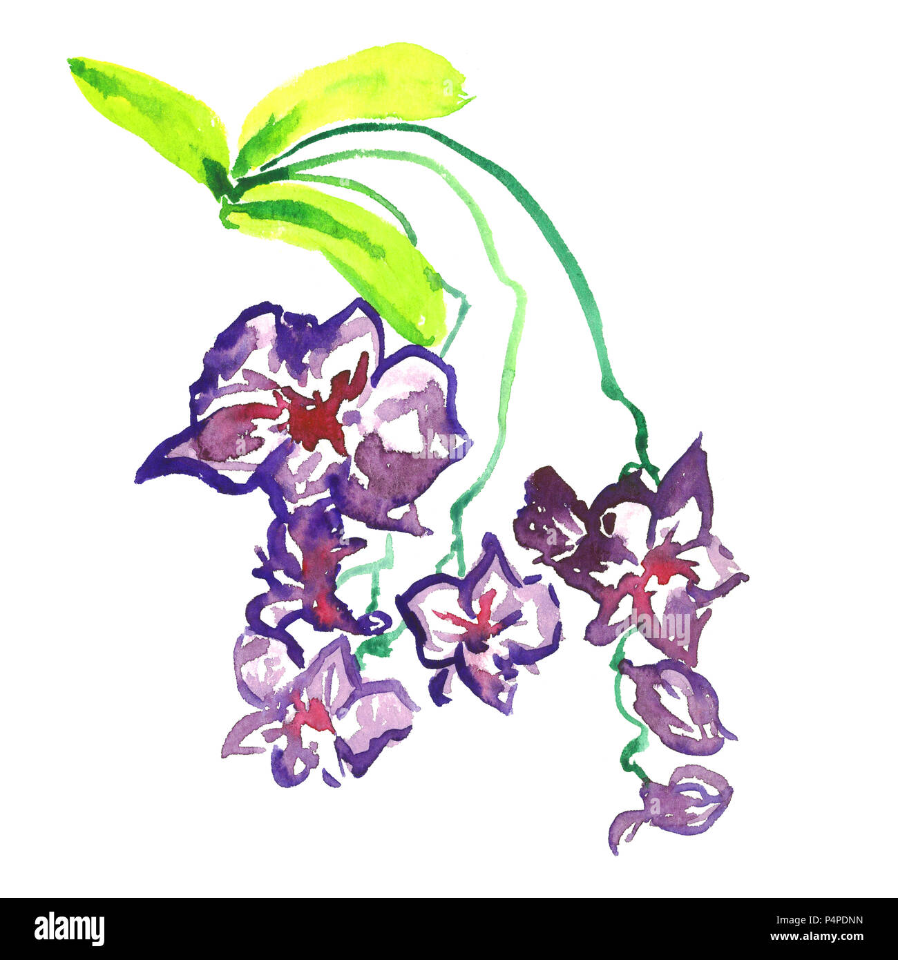 Cooktown Orchid (Vappodes phalaenopsis) flowers and leaves (floral ...