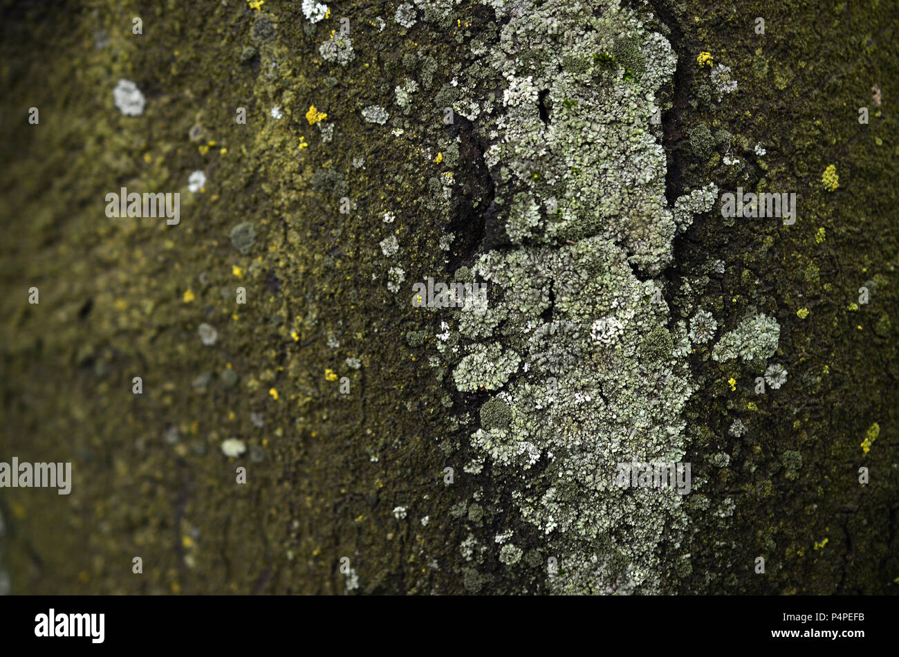 Texture of green fungus formation on the bark of an old tree in a damp ...