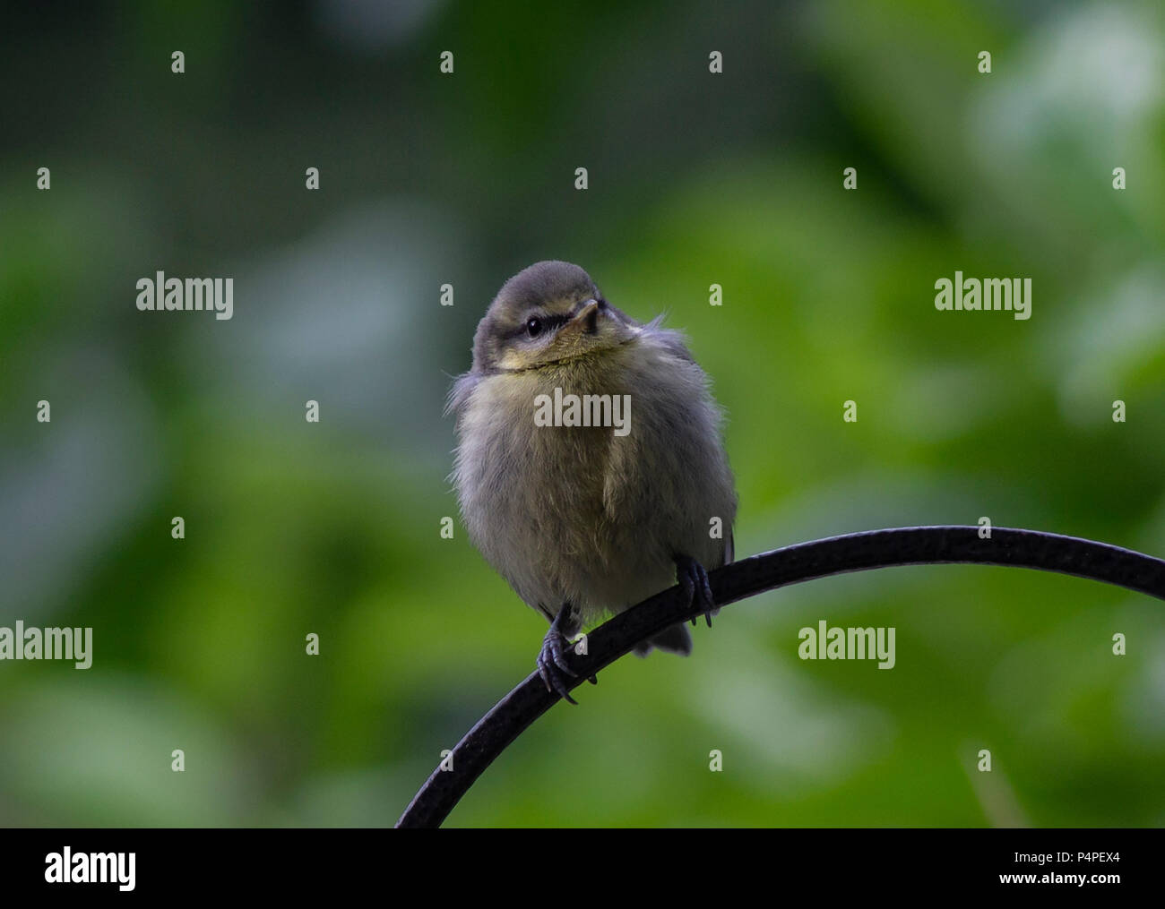 Baby Great Tit Stock Photo - Alamy