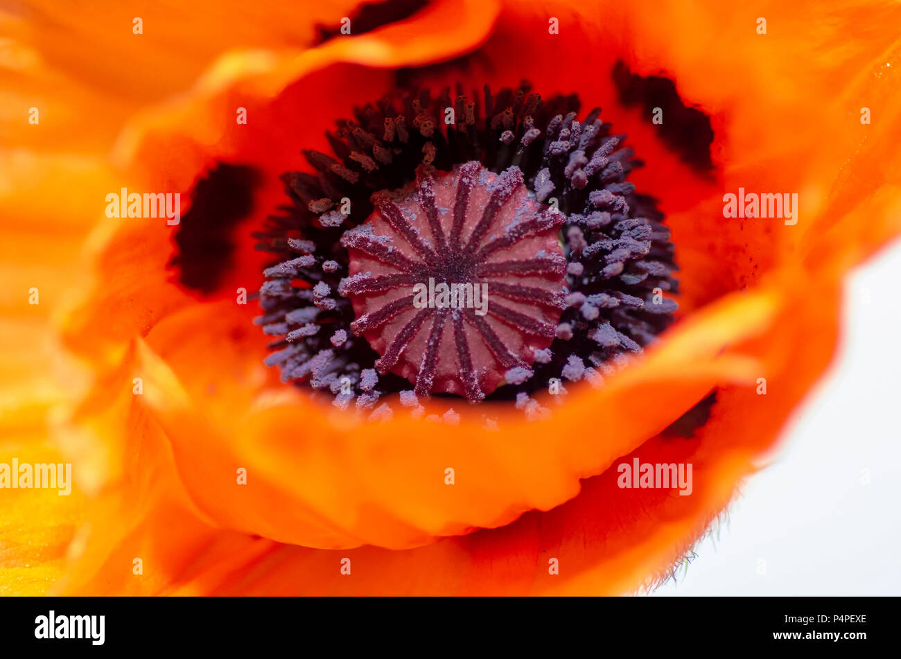 Red Poppies are a flower of remembrance since WW I and Flanders fields ...