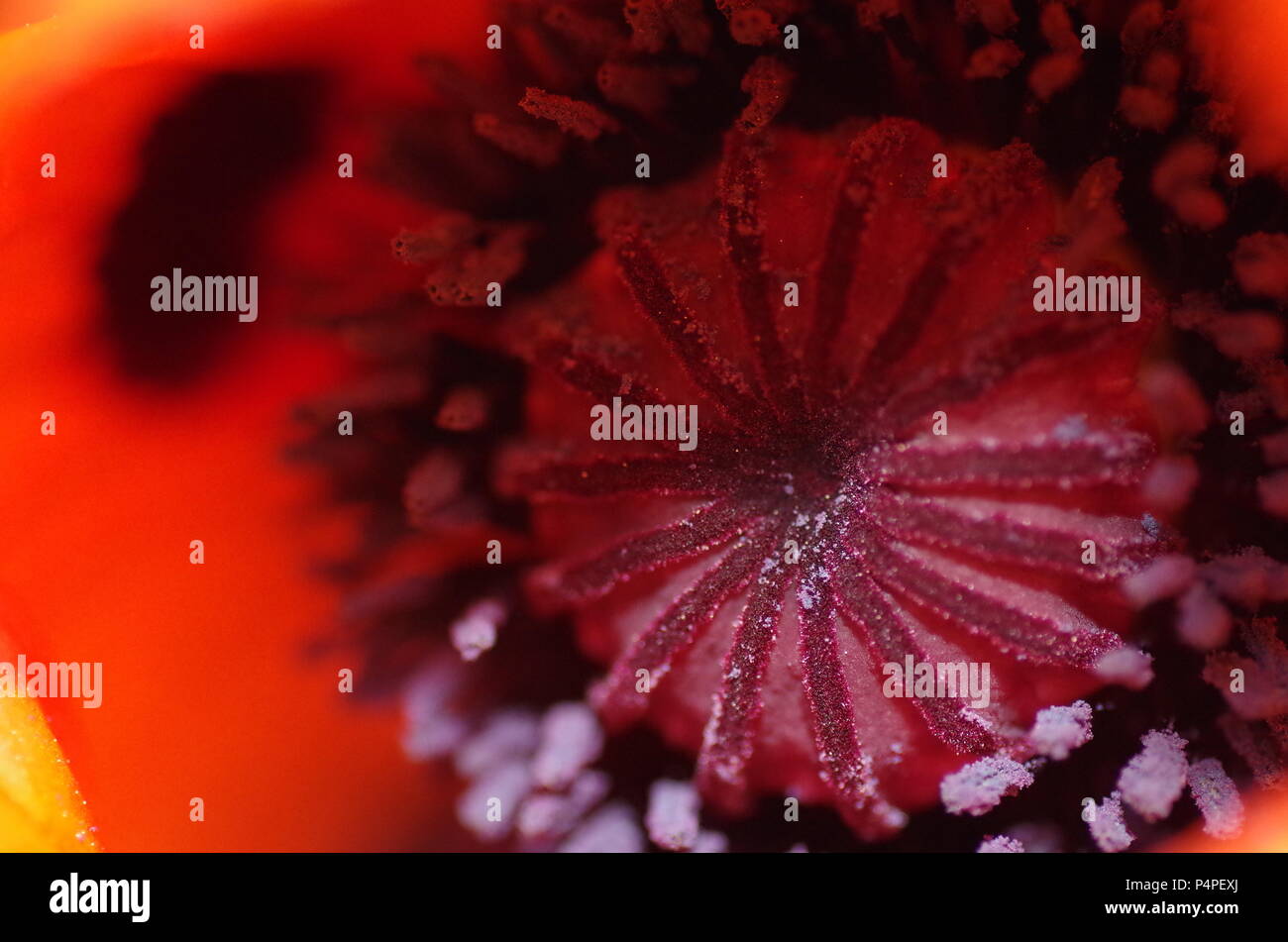 Red Poppies are a flower of remembrance since WW I and Flanders fields ...