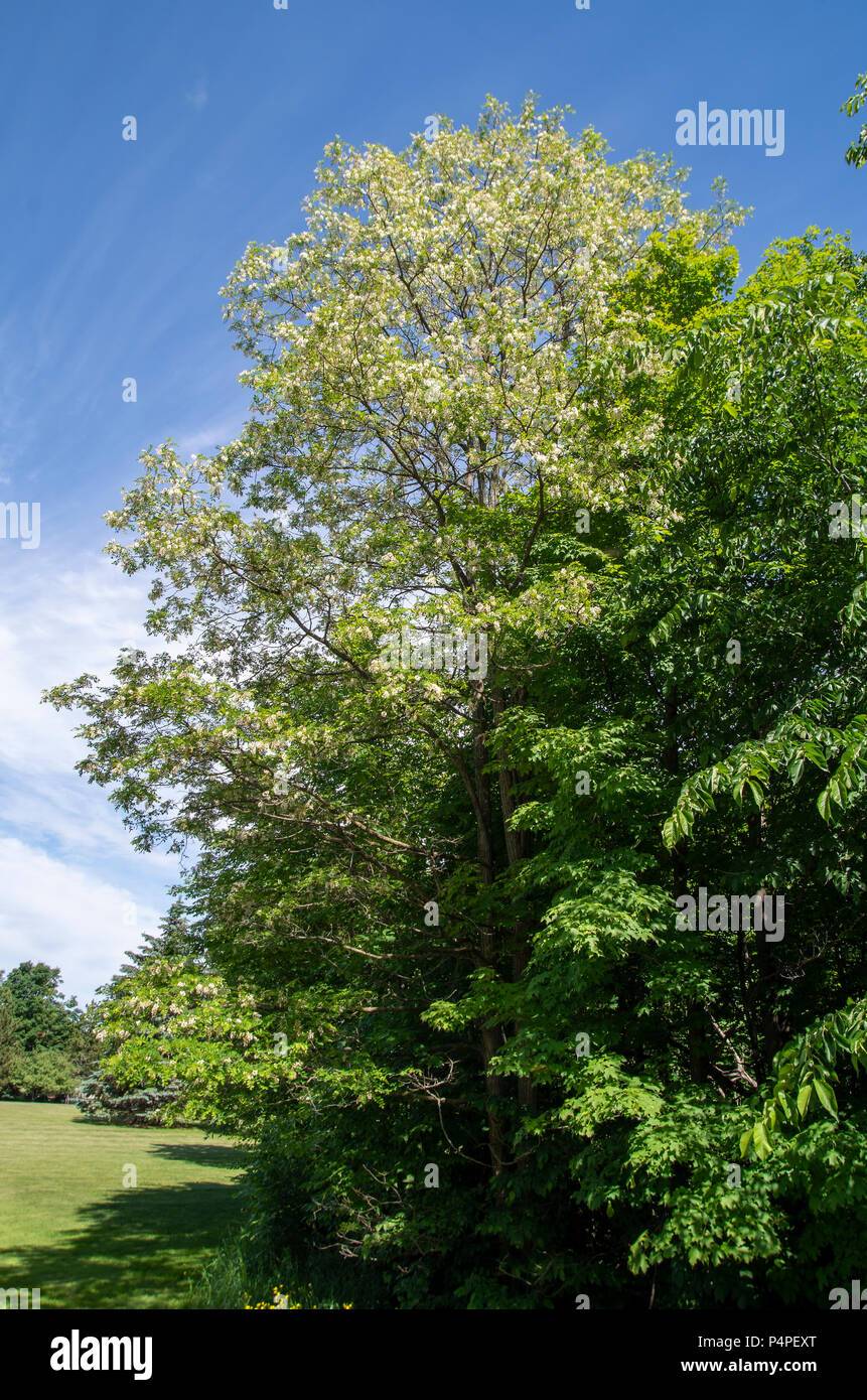 The Blck locust tree has frgrant flowers in late spring and grows to ...