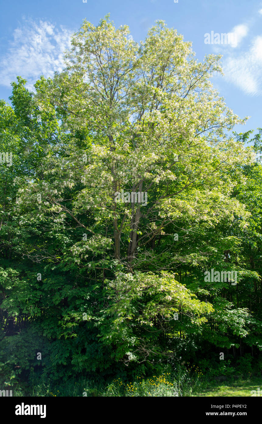 The Blck locust tree has frgrant flowers in late spring and grows to ...