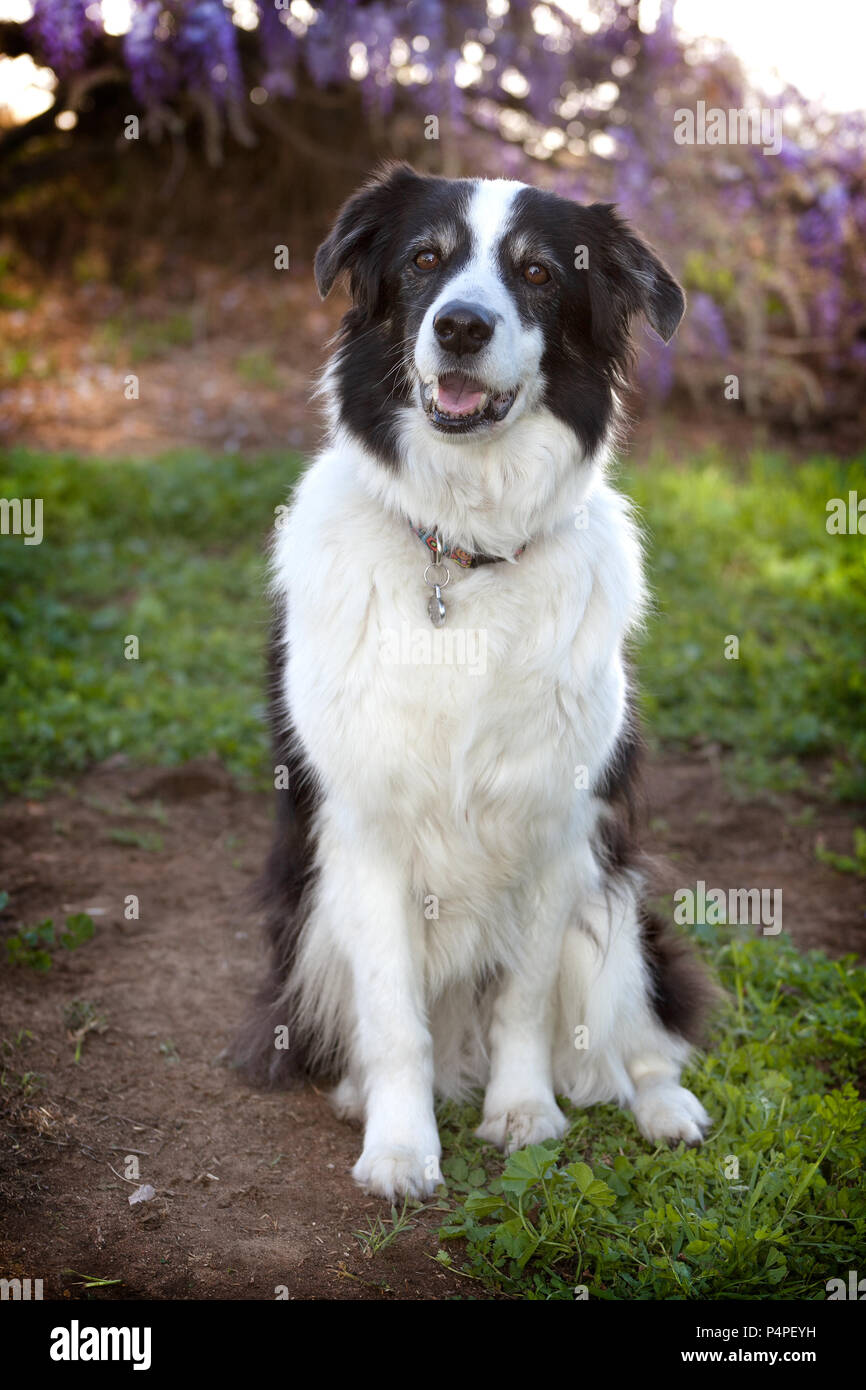 A senior mini Australian Shepherd dog sits very calmly on a landscape ...