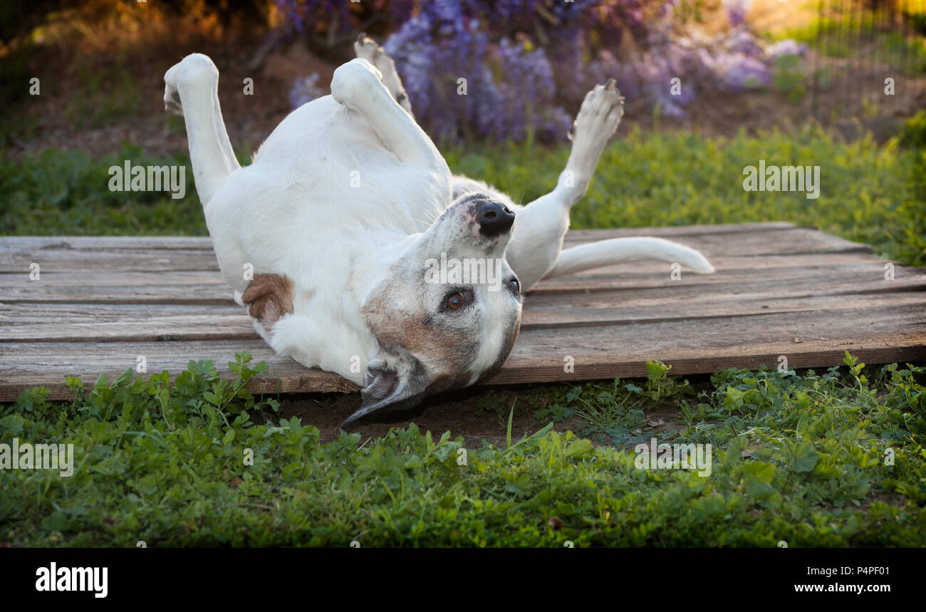 Pitbull Back In The Day