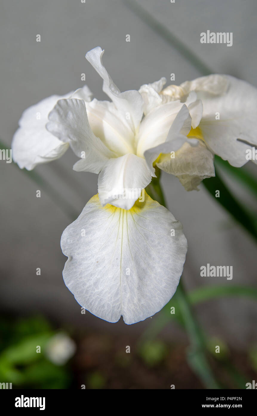 WHite Siberian Iris Flower Stock Photo - Alamy