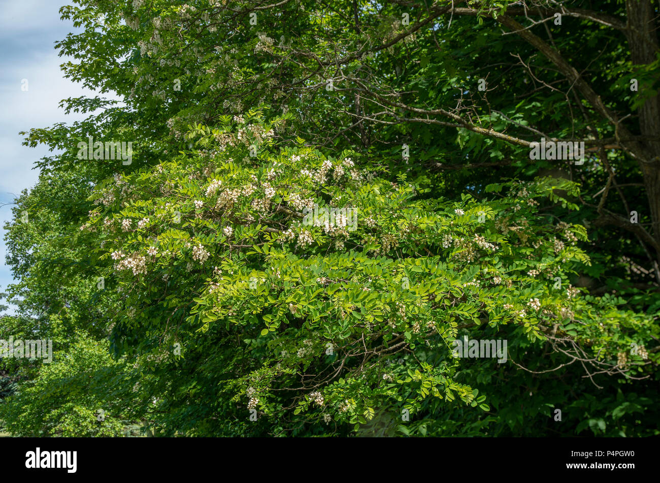 The Blck locust tree has frgrant flowers in late spring and grows to ...