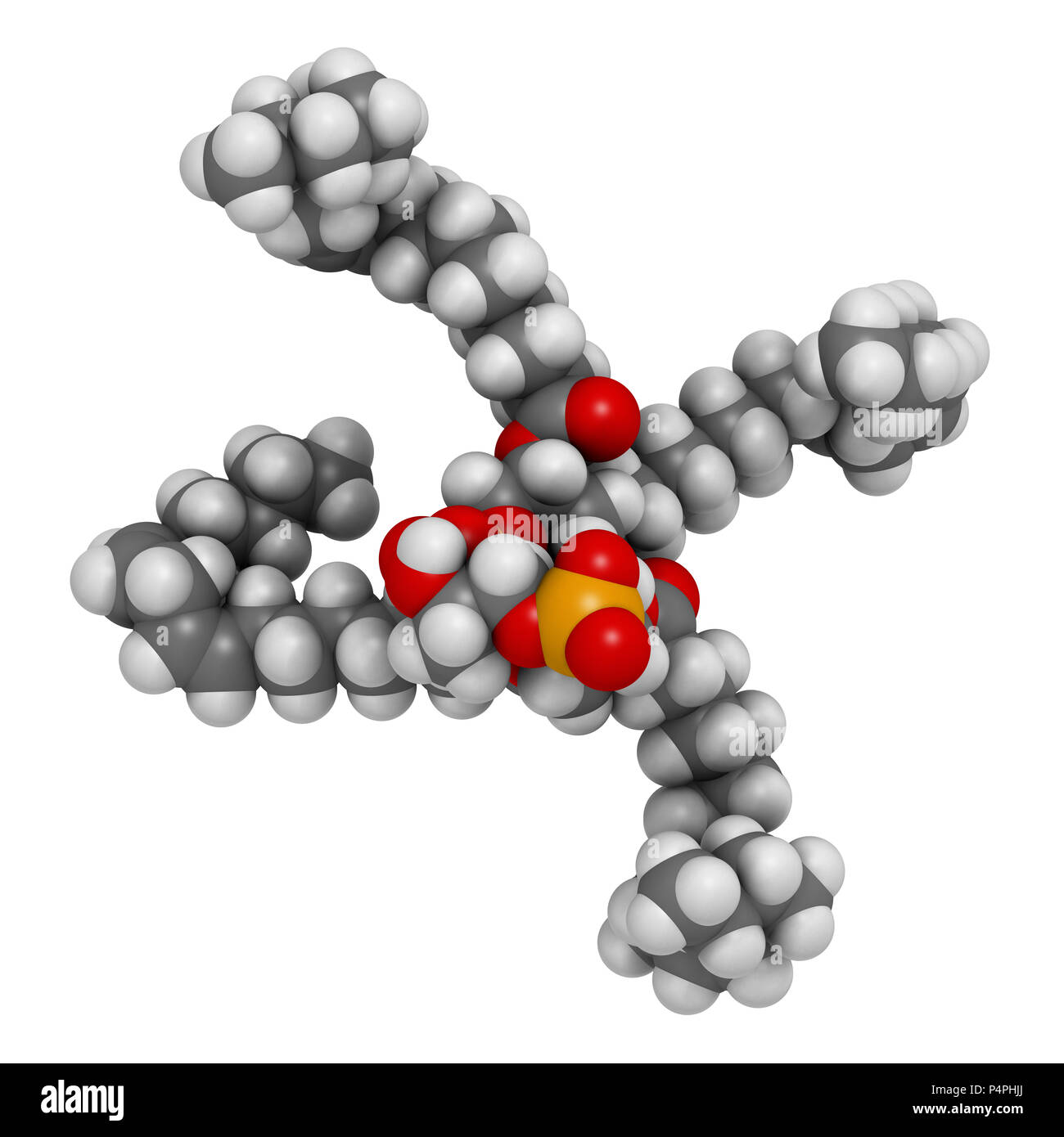 Cardiolipin (tetralinoleoyl cardiolipin) molecule. Important component ...