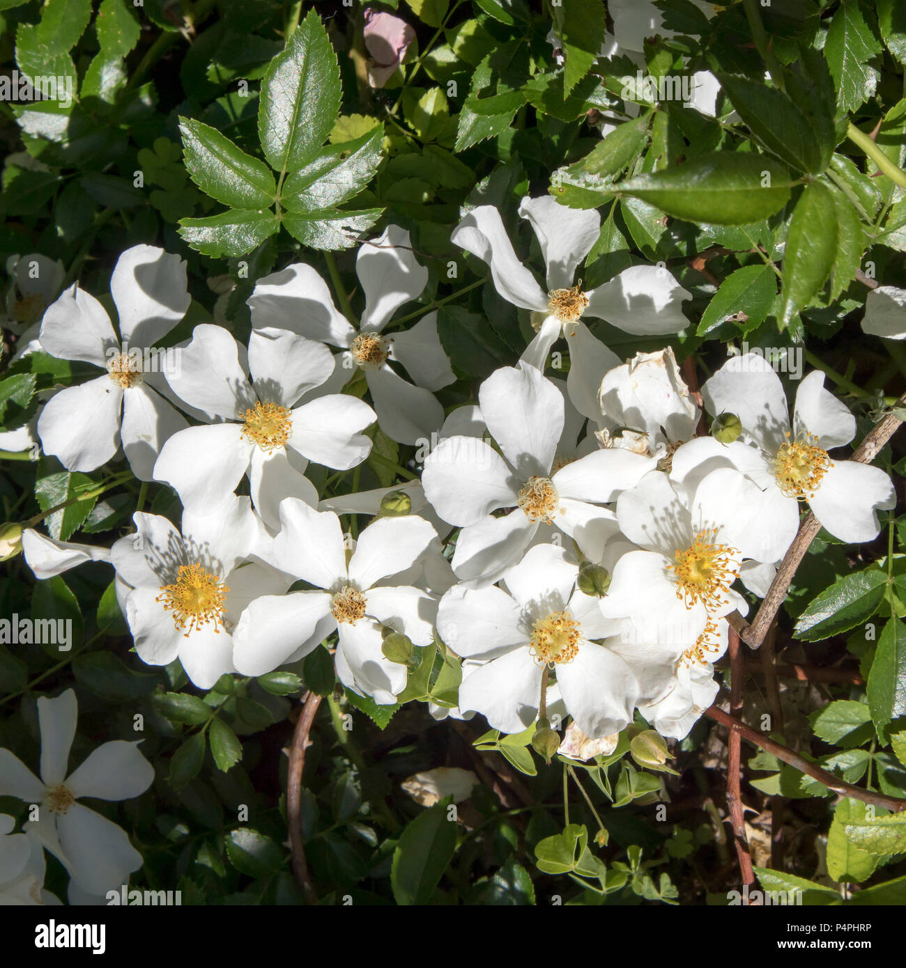 white rose bush in the rose garden in the botanical garden . Rosa white ...
