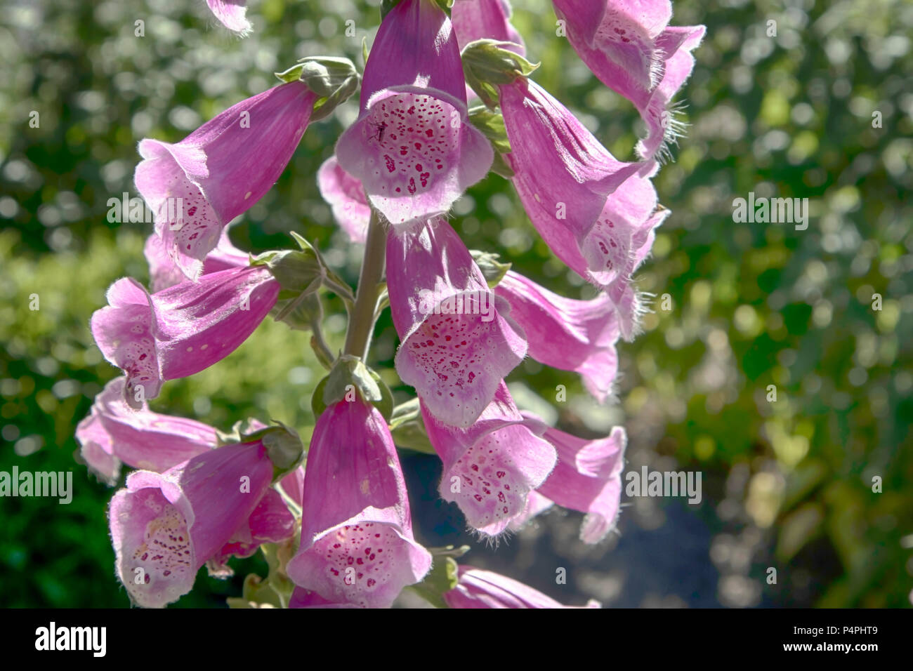 Flowering Digitalis purpurea or common purple foxglove in garden Stock ...