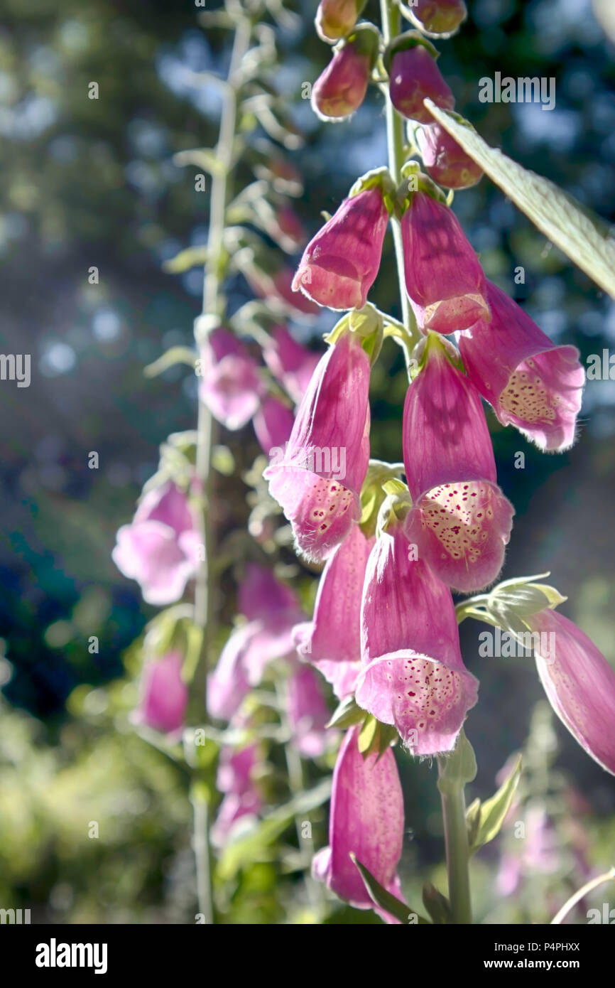 Flowering Digitalis purpurea or common purple foxglove in garden Stock ...