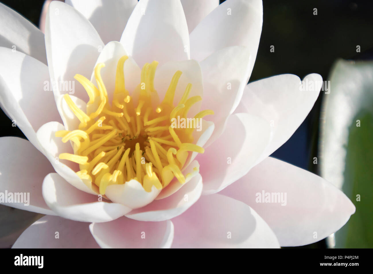 the nymphaea virginalis in the backlight at sunset in the botanical ...